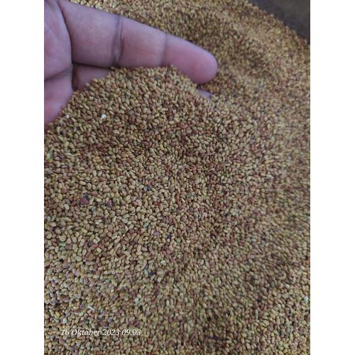 Jual Benih alfafa / rumput alfafa 1kg - Kab. Karanganyar ...