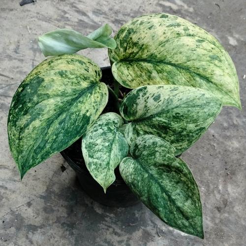 Jual scindapsus cream blue menor - Kab. Banyumas - drupadi_kebons ...