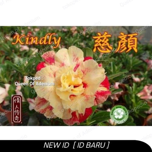 Jual Tanaman Hias Bunga Adenium Tumpuk Kamboja ID KINDLY Size A ( RARE ...