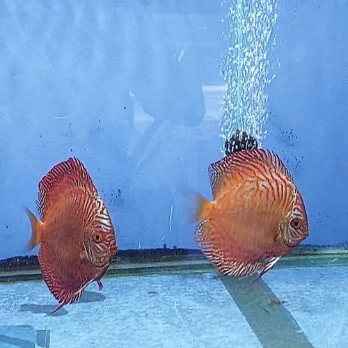 Jual discus white Tiger/ikan white Tiger/ikan hias/asli ikan discus WT ...