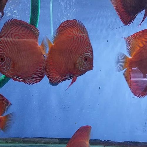 Jual discus white tiger/ikan white tiger/asli ikan white tiger/premium ...
