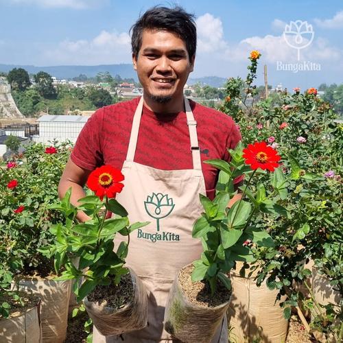 Jual BUNGA ZINNIA WARNA MERAH - Kab. Bandung Barat - BungaKita-Bandung ...