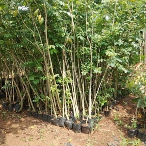 Jual pohon sepatu dea tinggi 4 meter - Kota Bogor - Tania Flowrist ...