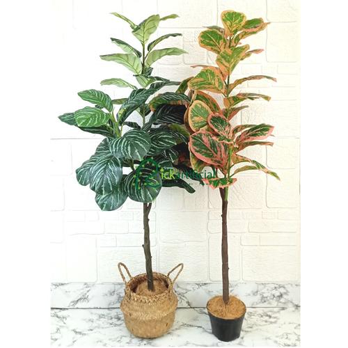 Jual Pohon Daun Karet Merah Muda / Hijau Tua X3 t140 Latex Purun Belly ...