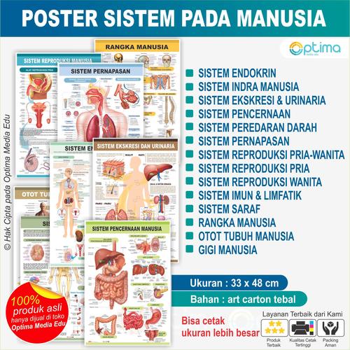 Jual Poster Carta Anatomi Sistem pada Manusia : Endokrin, Indra, DLL ...