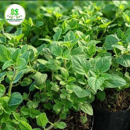 Jual tanaman oregano/tanaman rempah herbal/origano/origanum vulgare ...