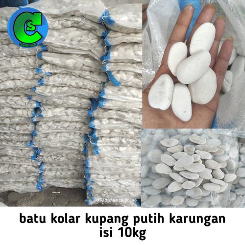 Jual batu kolar kupang putih karungan 10kg / kolar putih 10kg / batu ...