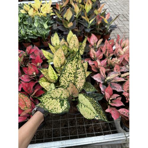 Jual Aglonema Komkom Orange Tanaman Hias Aglaonema Oren Akar Pot Rimbun ...