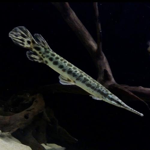 Jual florida gar 1,5 inch aligator - Kota Bekasi - queen inna pet ...