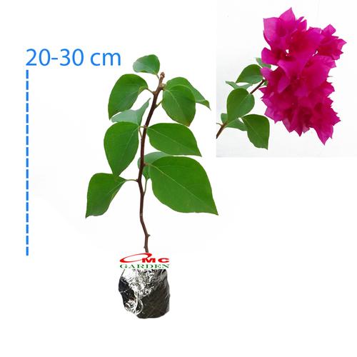 Jual Bibit Pohon Tanaman Hias Bugenvil Bogenvil Bunga Kembang Kertas ...