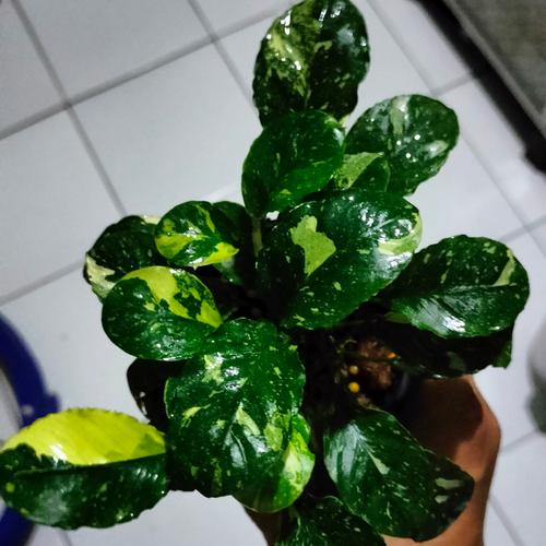 Jual anubias new marble clump. - Kota Bogor - arlinghat fam's | Tokopedia