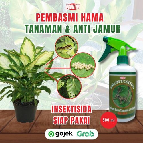 Jual Pembasmi Hama Tanaman PRONTOXIDA 500ml Pembasmi Kutu Putih Ulat ...