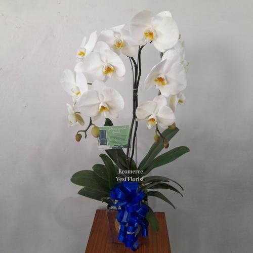 Jual Bunga Orchid Fresh | Anggrek Bulan | Rangkaian Anggrek Semarang ...