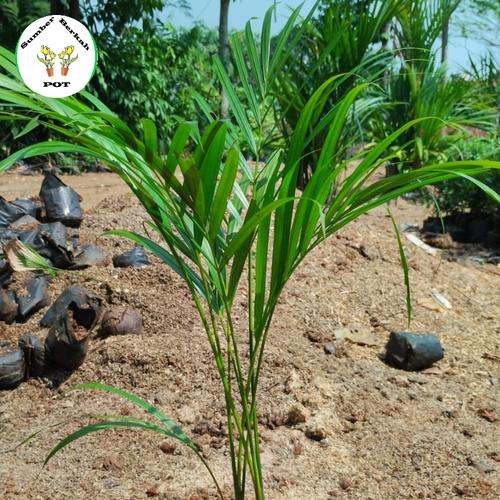 Jual tanaman hias pohon palm kuning - palem kuning perbatang - Kota ...