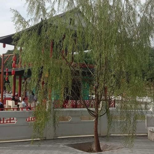 Jual pohon janda merana pohon liang liu - tinggi 4 meter - Kota Bogor ...