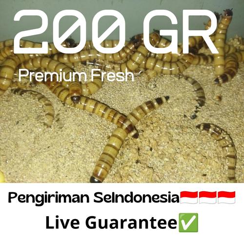Jual Ulat Jerman/Superworm FRESH/hidup. 200g - Kota Kediri - phiTwoPhi ...