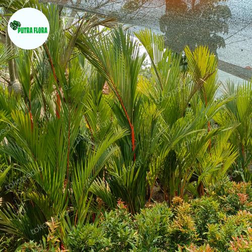 Jual tanaman hias palem merah tinggi 3 meter pohon palm merah 3 meter ...