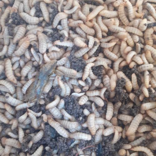 Jual jual maggot hidup 1 kg - Kota Bogor - Home jual apa aja | Tokopedia