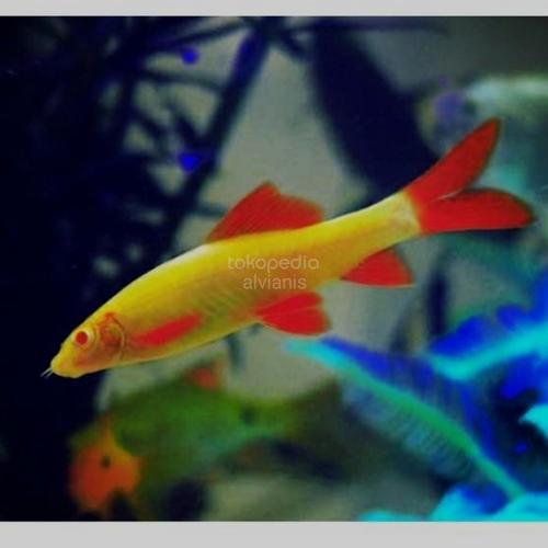 Jual ikan hias redfin albino/ikan redfin/ikan pembersih - Kota Depok ...