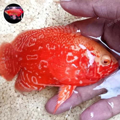 Jual ikan oscar Nemo premium grade A red good marking tankmate arowana ...