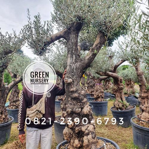Jual Pohon Olive Tree || Zaitun Super Fosil | Free Ongkir Sejabodetabek ...