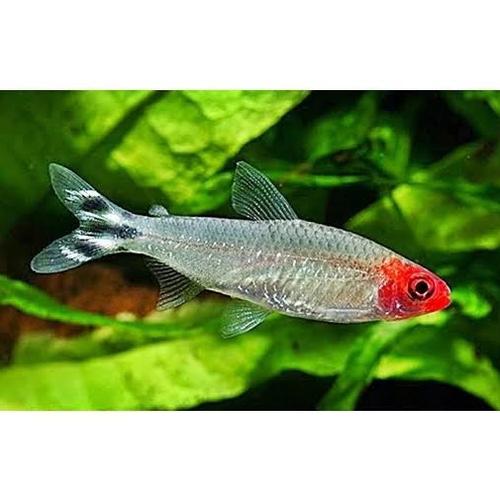 Jual Red Nose Tetra | Rummy Nose Tetra - Kota Depok - RDY Aquazone ...