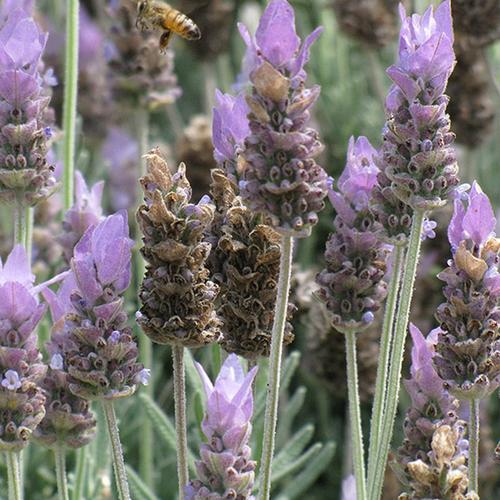 Jual Tanaman Lavender Prancis Import Asli (Daun Bergerigi) / Lavandula ...