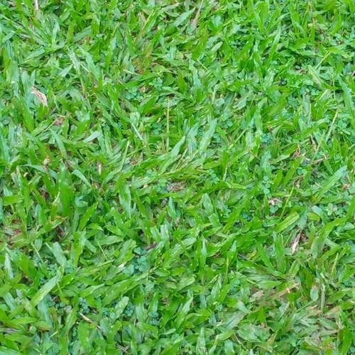 Jual rumput gajah besar atau rumput paitan - Kab. Bogor - Desitaman ...