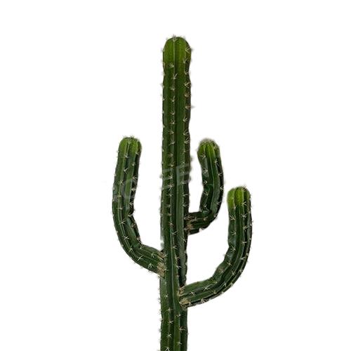 Promo DAUN HIAS/ DAUN PALSU/ POHON PALSU/ POHON CACTUS/CHIAPAS CACTUS ...