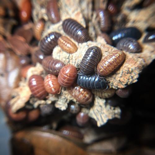 Jual Isopoda Isopod Armadillidium Vulgare St. Lucia Jelly Bean Isopods ...