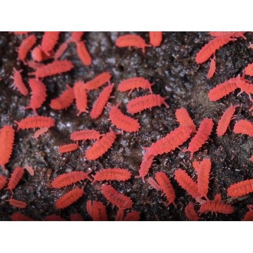 Jual Red Poduromorpha Singapore Red Springtail Captive Breed TERRARIUM ...