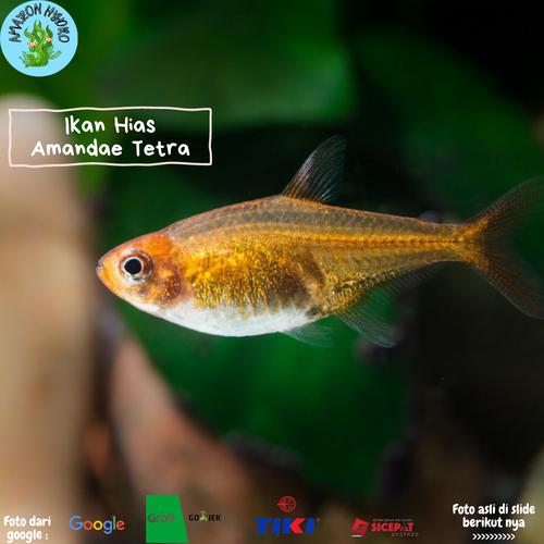Jual EMBER TETRA ikan hias amandae tetra ikan aquascape - Jakarta Pusat ...