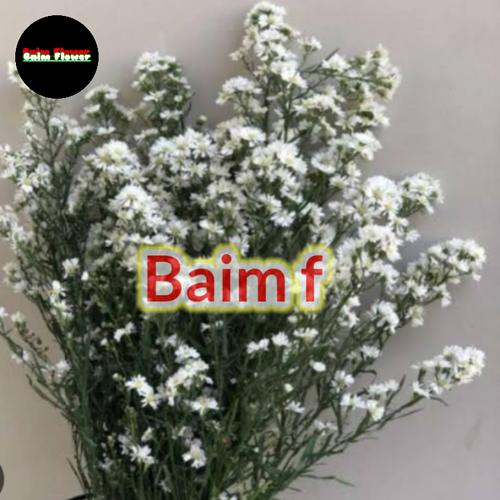 Jual bunga peacock/pikok segar - Putih, 1 ikat - Jakarta Selatan - Baim ...