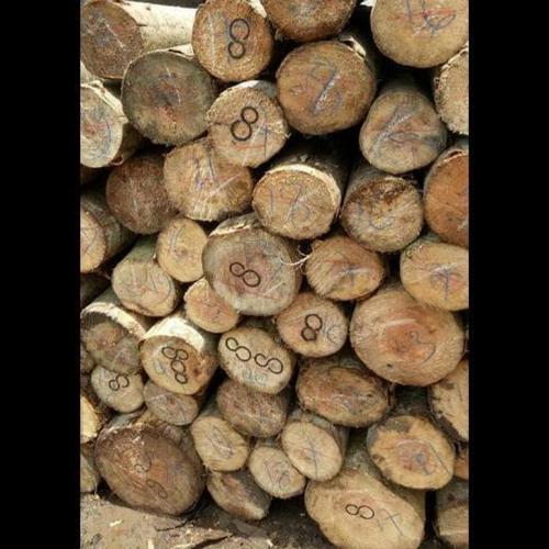 Jual paku plastik S untuk kayu retak ,kayu log (harga per pcs) - Kab ...