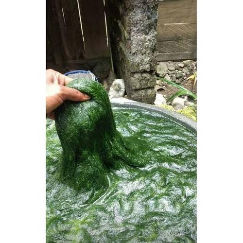 Jual LUMUT SAWAH 250Gr UMPAN MANCING JITU - Jakarta Selatan ...
