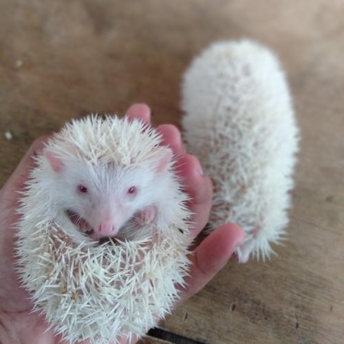 Promo Landak mini albino anakan umur 2 bulan - JANTAN - Kab. Bogor ...