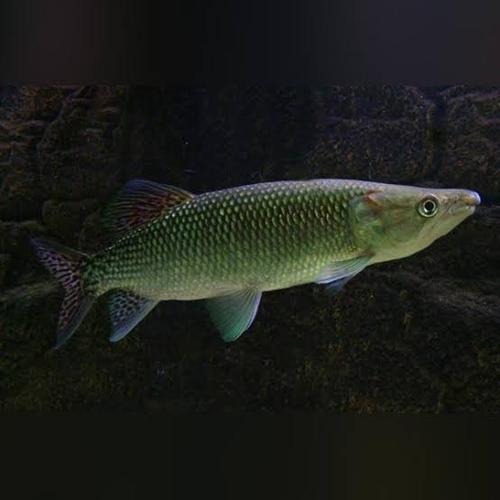 Promo Hiasan Aquarium Ikan Odoe Pike BIG SIZE Tankmate Mantul Ikan Hias ...