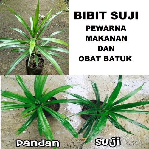 Jual Bibit Tanaman Suji Pewarna Makanan Alami Pohon Suji Bibit Daun ...