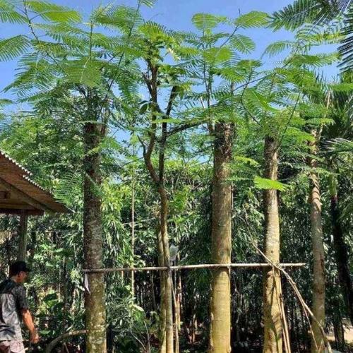 Jual pohon flamboyan merah besar - Kota Bogor - Tania Flowrist | Tokopedia