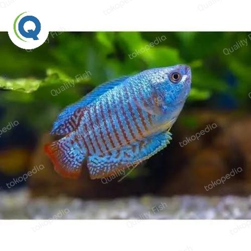 Jual ikan sepat neon blue gourami - Kota Depok - Quality Fish | Tokopedia