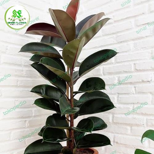 Jual tanaman rubber plant kebo/karet kebo/tanaman hias tinggi 50-60cm ...