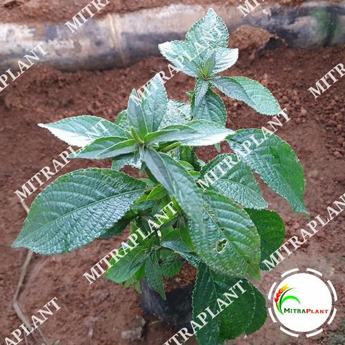 Jual Bibit Tanaman Keji Beling - Daun Kibeling - Pohon Pecah Beling ...