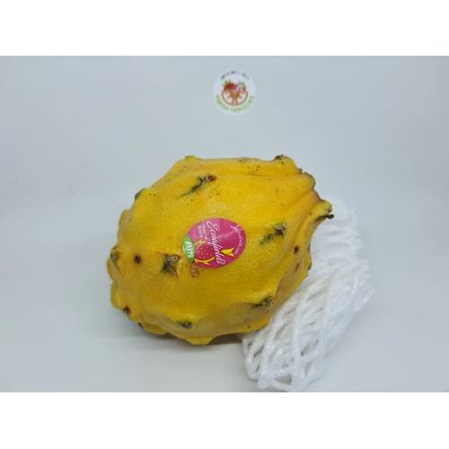 Jual Buah Naga Kuning Equador | Dragon Fruit Yellow Import | 1 pcs ...