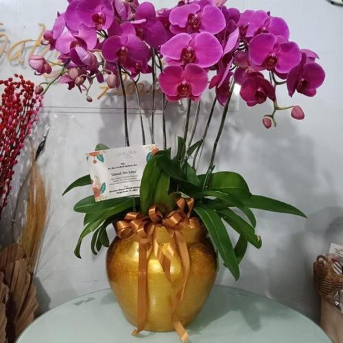 Promo Table Flower – 610 Bunga Meja Anggrek Bulan Bunga Cantik Bunga ...