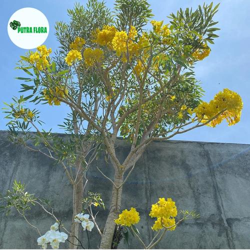 Jual tanaman hias bunga tabebuya kuning 2 meter pohon tabebuya kuning ...