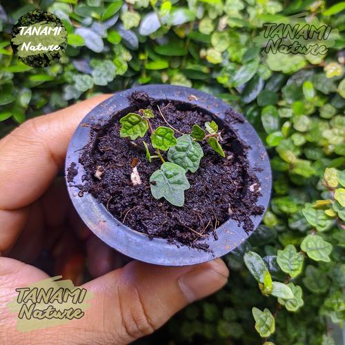Jual Ficus pumila quercifolia paket hemat tanaman terrarium dan ...