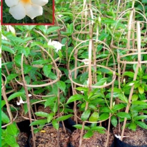 Jual tanaman bunga almandaa putih/tanaman hias rambat/bunga almanda ...
