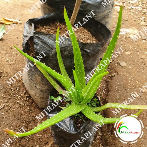 Jual Bibit Pohon Lidah Buaya - Tanaman Aloe Vera - Tanaman Obat Herbal ...