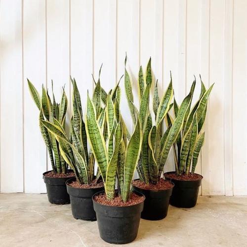 Jual sensivera di pot tirus putih rimbun/tanaman hias/tanaman lidah ...