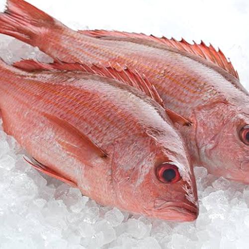 Jual Ikan Kakap Merah fresh berkualitas - 1kg - Jakarta Selatan - Ikan ...